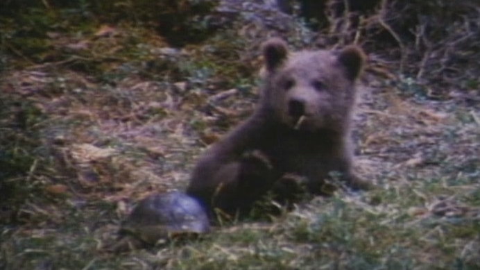 The Bear Movie Trailer and Videos | TV Guide