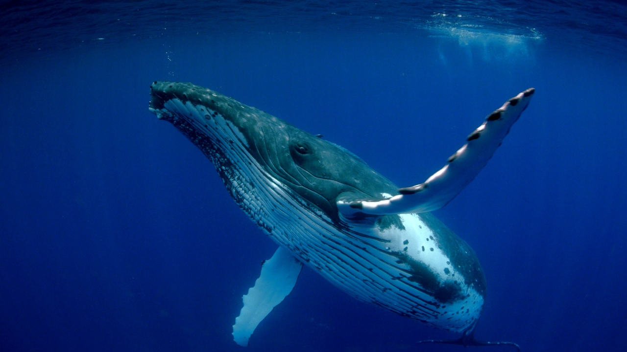 Humpback Whales: Curious Calves - TV Guide