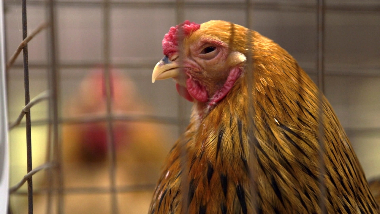 Chicken People Reviews - Metacritic