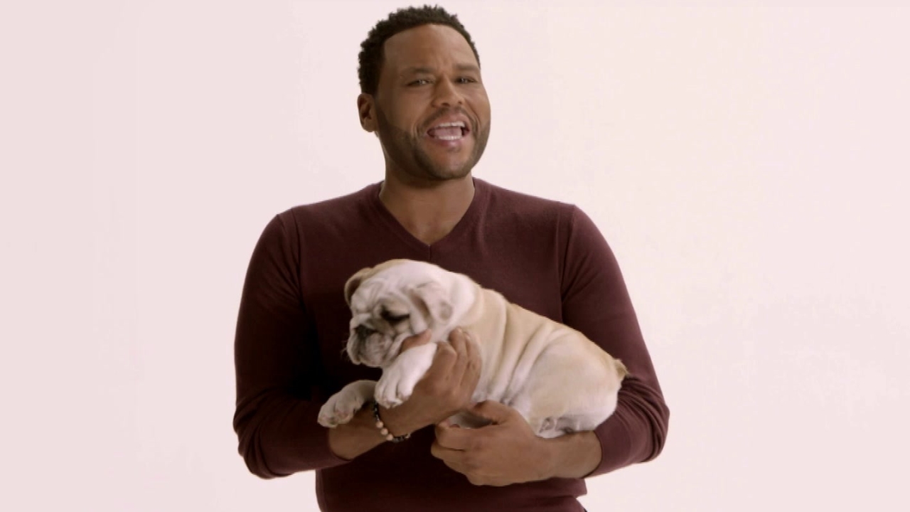 Animal Nation with Anthony Anderson - Where to Watch and Stream - TV Guide