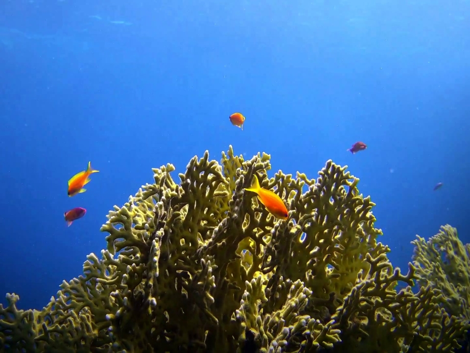 Red Sea - Where to Watch and Stream - TV Guide