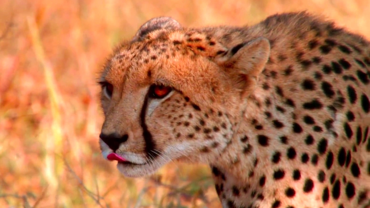 Earth: One Amazing Day - Where to Watch and Stream - TV Guide