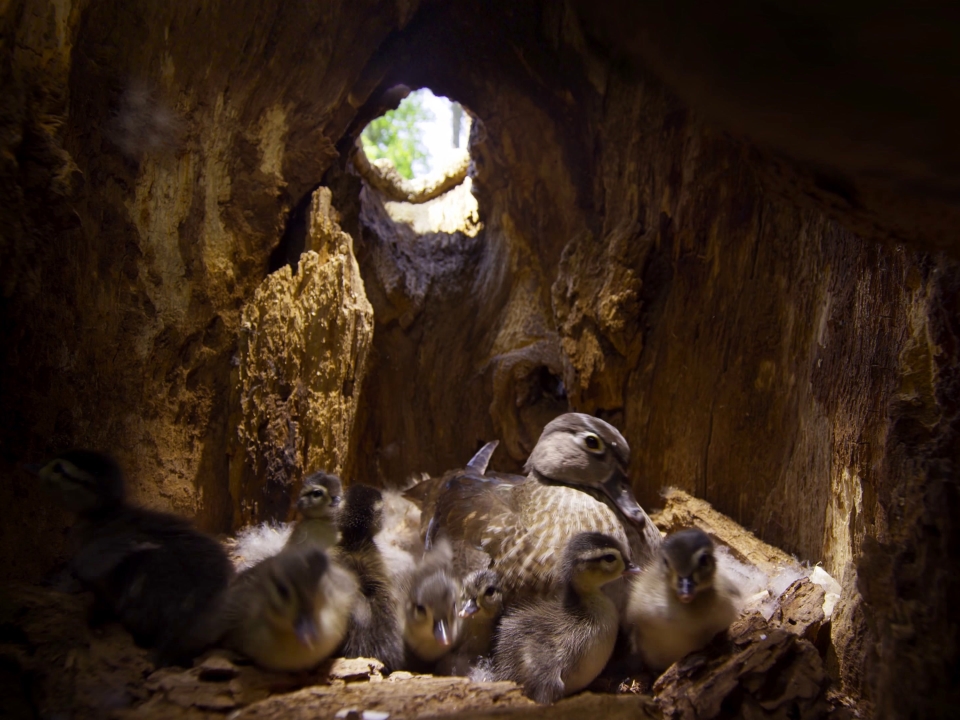 Backyard Wilderness - Where to Watch and Stream - TV Guide