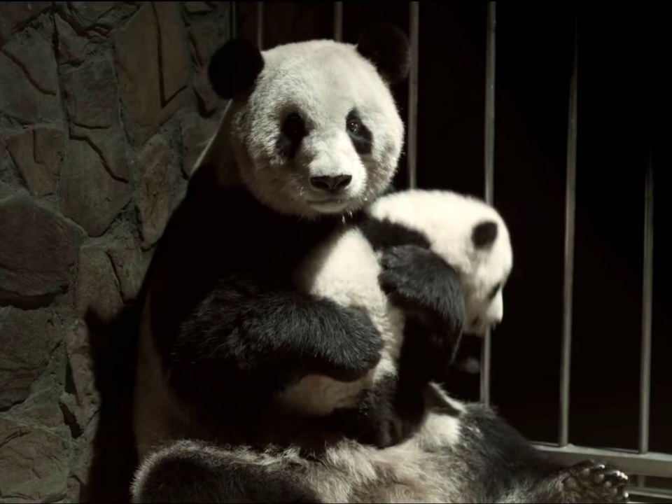 Pandas: Mission (TV Spot) - TV Guide