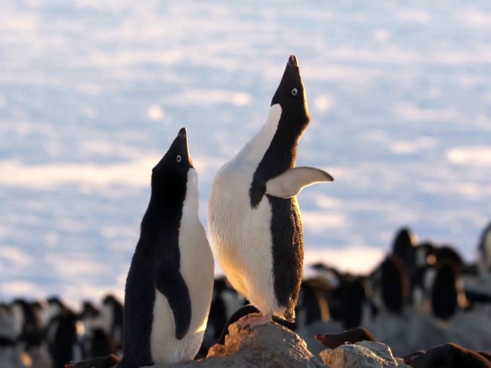 Penguins - Where to Watch and Stream - TV Guide
