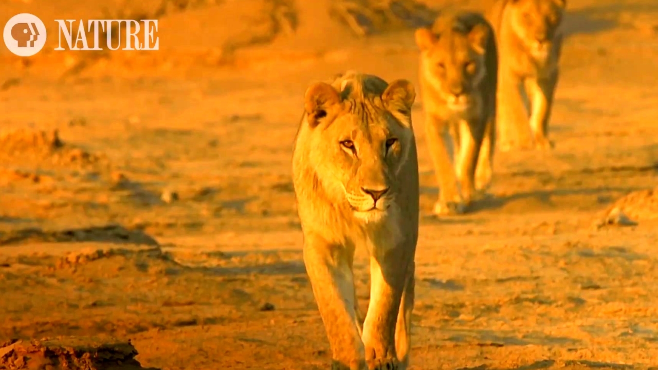 Nature: My Bionic Pet - TV Guide