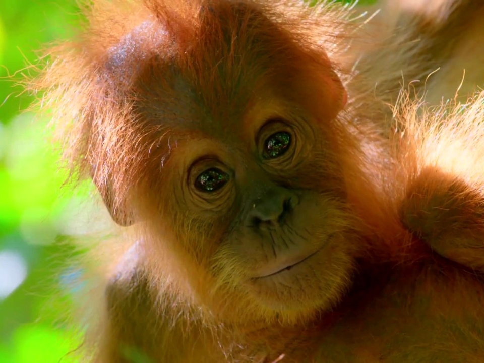 Our Planet - Where to Watch and Stream - TV Guide