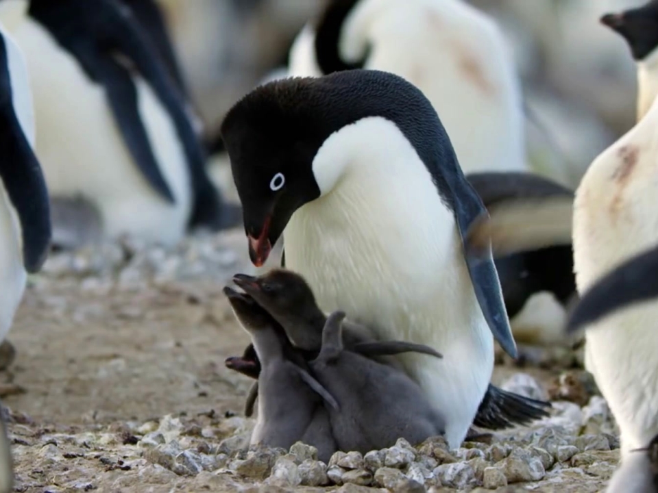 Penguins - Where to Watch and Stream - TV Guide