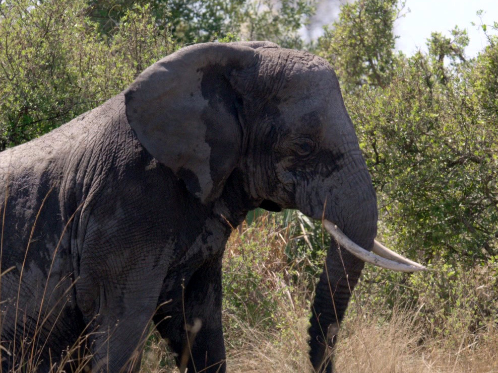 Elephant - Where to Watch and Stream - TV Guide