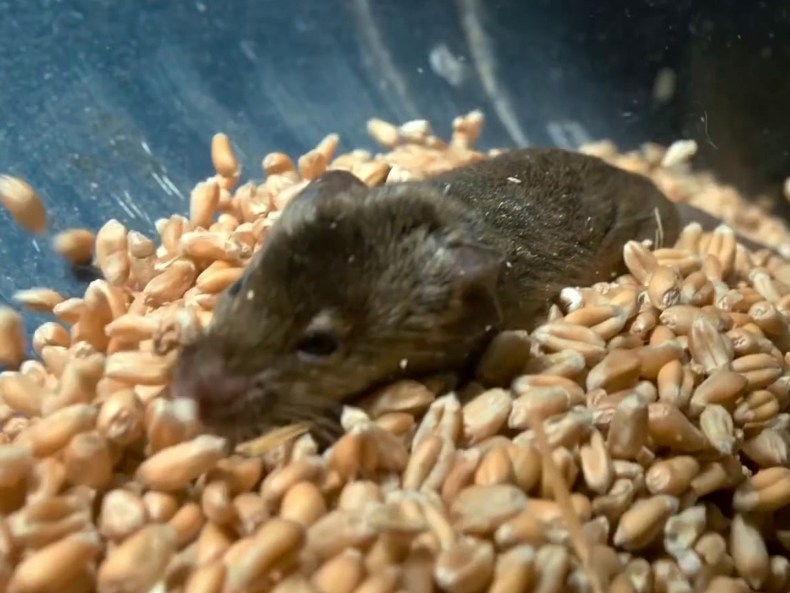 Tiny Creatures - Where to Watch and Stream - TV Guide