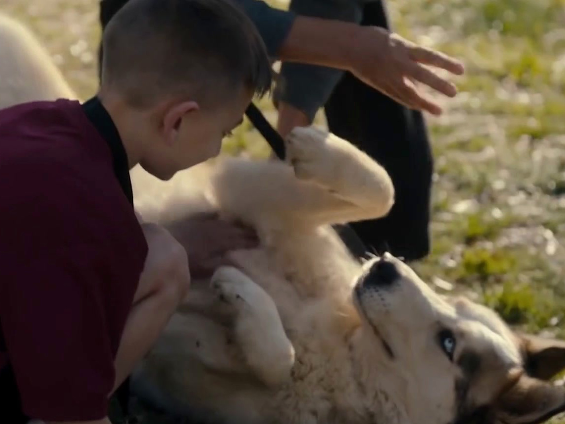 Canine Intervention - Where to Watch and Stream - TV Guide
