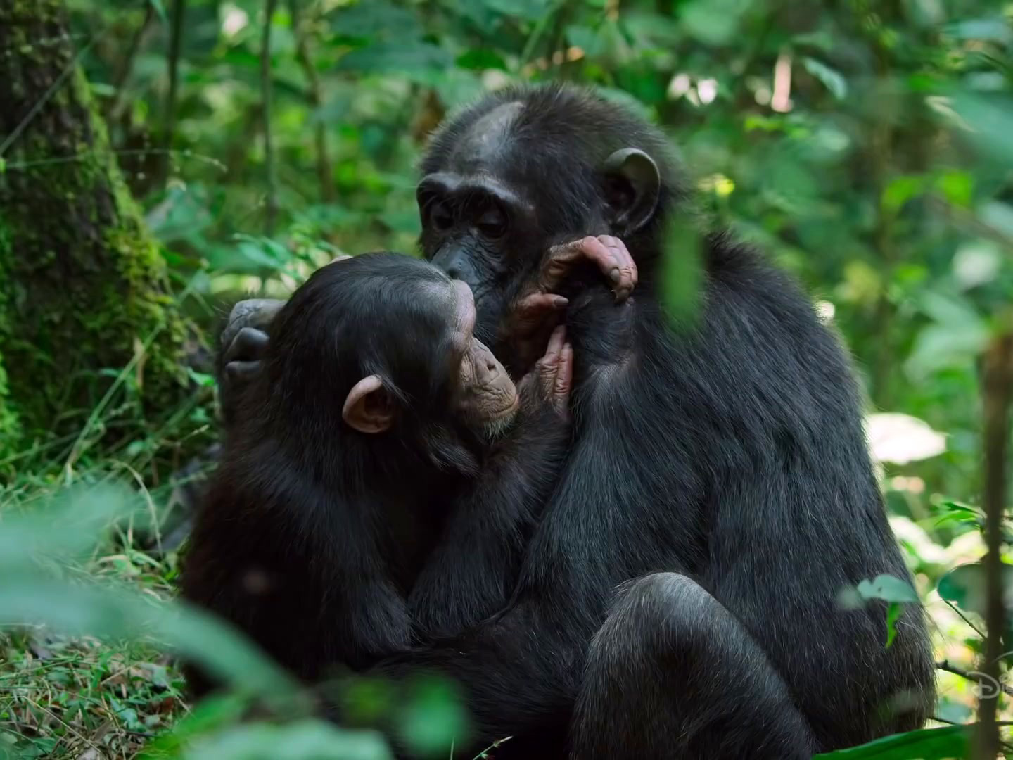 Growing Up Animal - Where to Watch and Stream - TV Guide