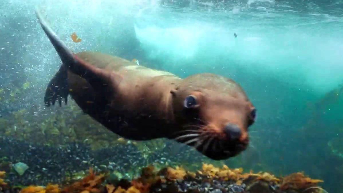 Growing Up Animal - Where to Watch and Stream - TV Guide