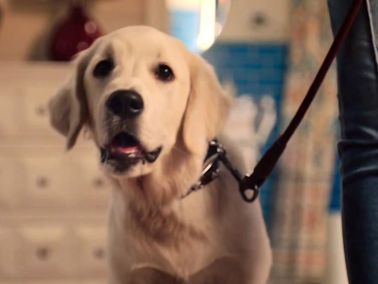 Puppy Place - Where to Watch and Stream - TV Guide