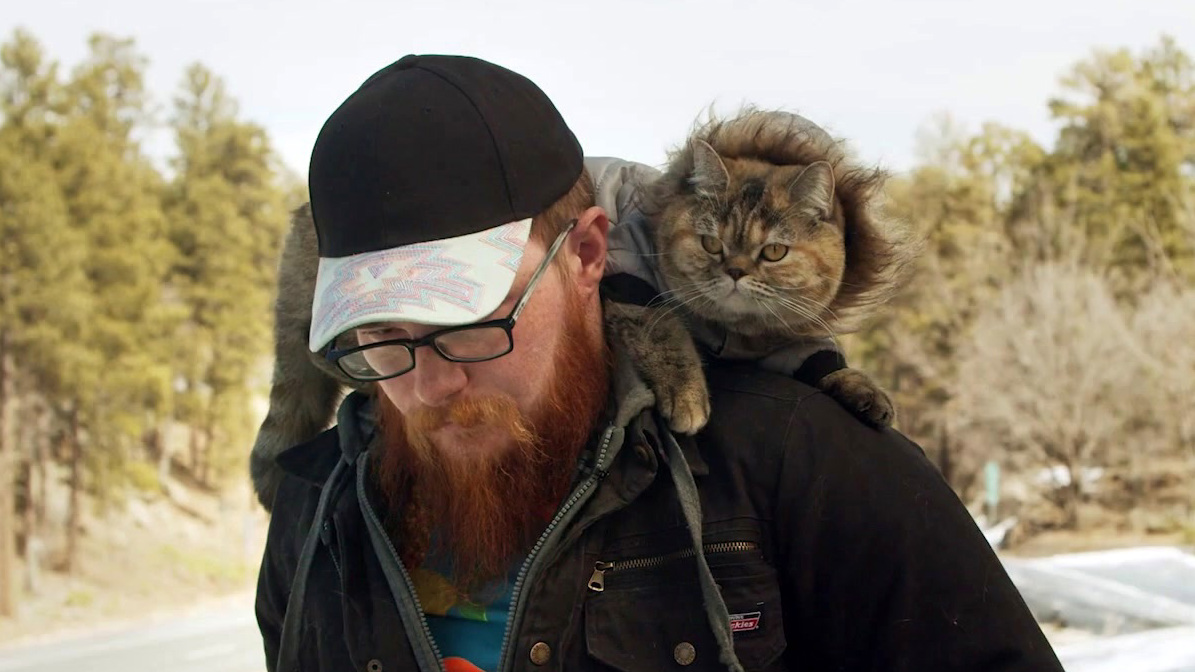 Cat Daddies - Where to Watch and Stream - TV Guide
