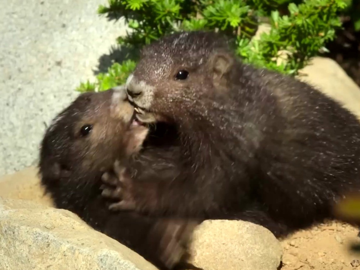 Island of the Sea Wolves - Where to Watch and Stream - TV Guide