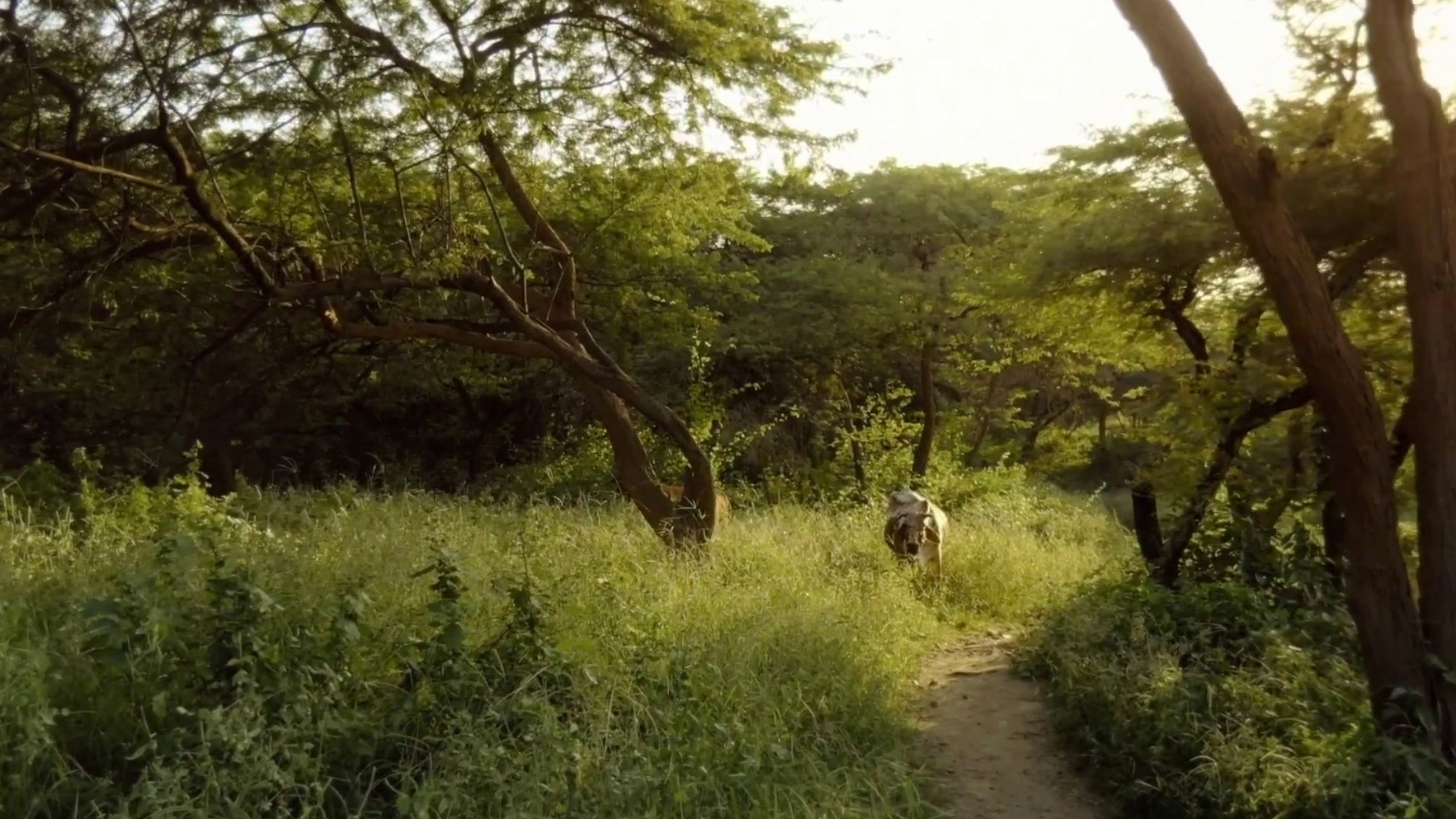 Invisible Demons - Where to Watch and Stream - TV Guide