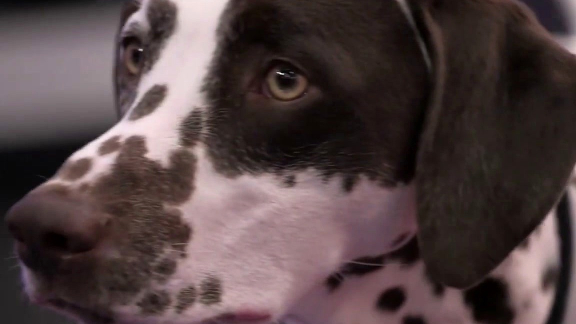 Lego Masters: It's The Lego Masters Puppet Show - TV Guide