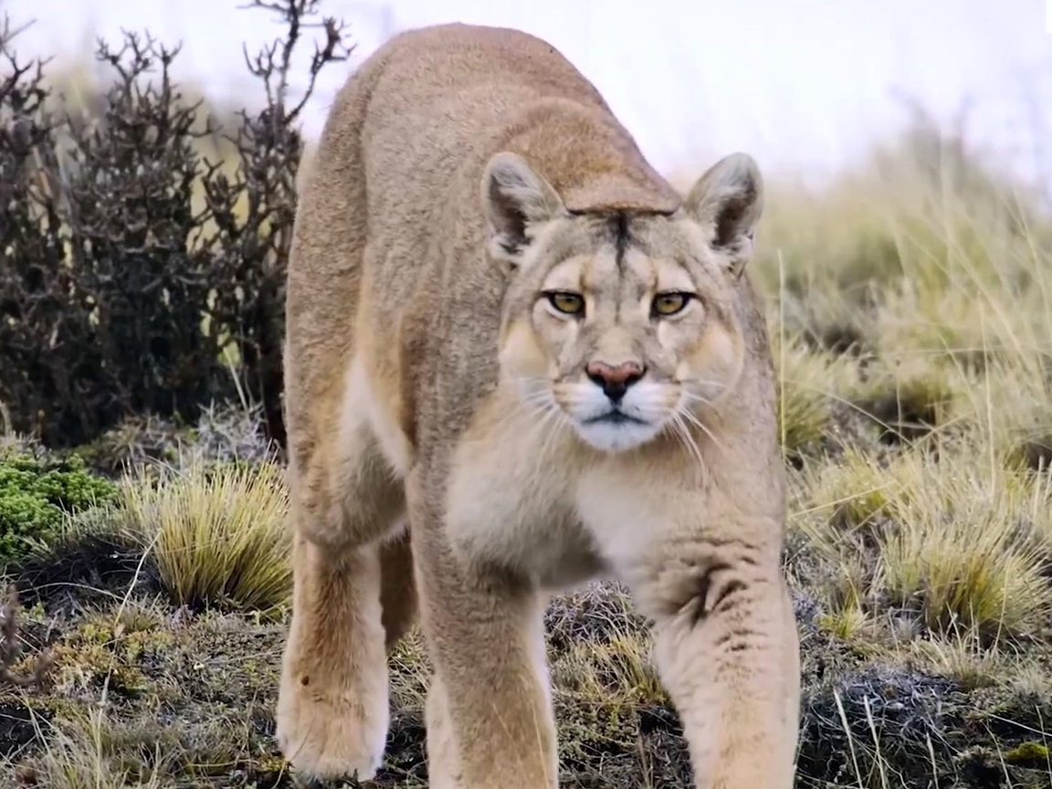 Predators - Where to Watch and Stream - TV Guide