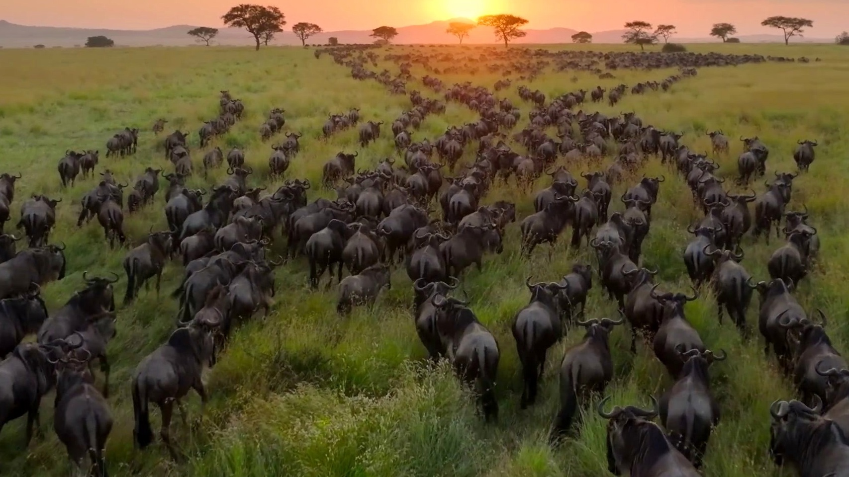 Our Planet II - Where to Watch and Stream - TV Guide