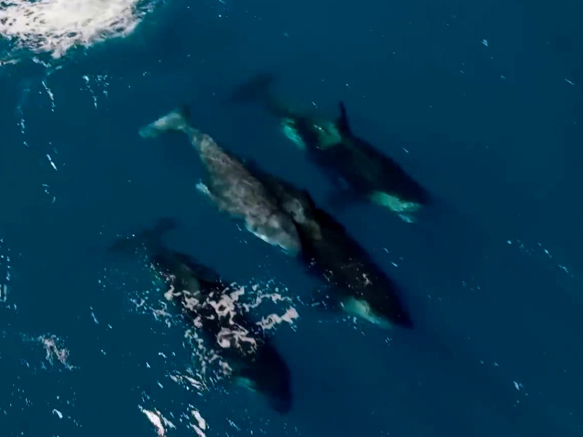 Mammals - Where to Watch and Stream - TV Guide