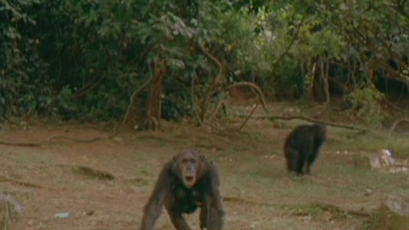 Jane Goodall's Wild Chimpanzees - Where to Watch and Stream - TV Guide