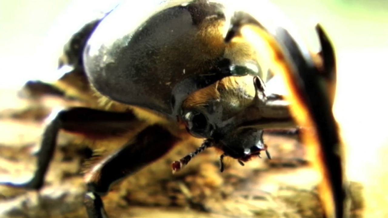 Beetle Queen Conquers Tokyo - Where to Watch and Stream - TV Guide