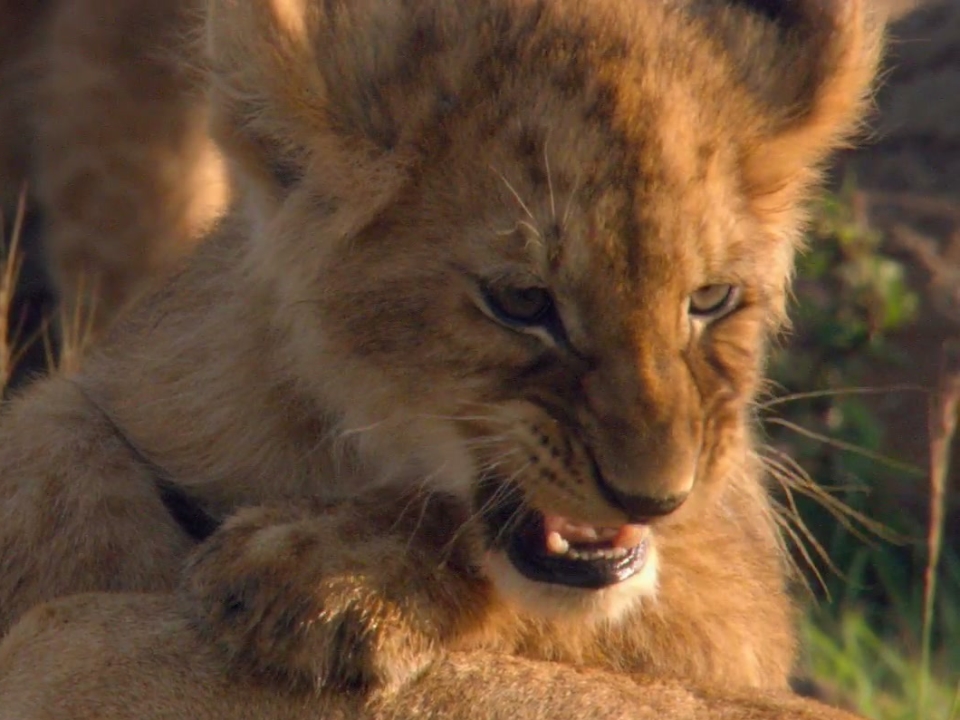 African Cats: African Morning - TV Guide
