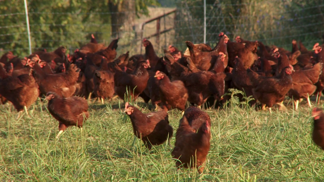 Farmageddon Reviews - Metacritic