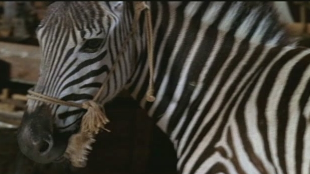 Racing Stripes - Where to Watch and Stream - TV Guide