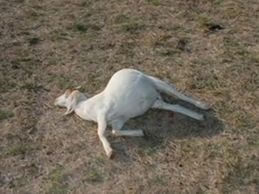 Monster Quest: Mega Hog - TV Guide