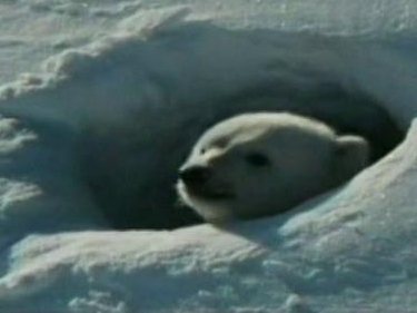 Earth at Risk: Building a Resistance Movement to Save the Planet ...