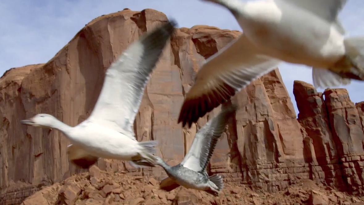 Earthflight - Where to Watch and Stream - TV Guide