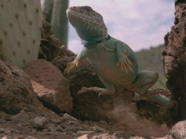 Hidden Kingdoms - Where to Watch and Stream - TV Guide