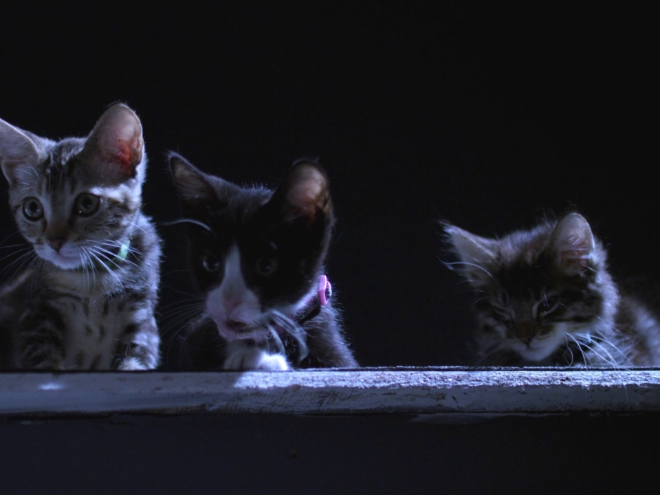 Santa Claws - Where to Watch and Stream - TV Guide