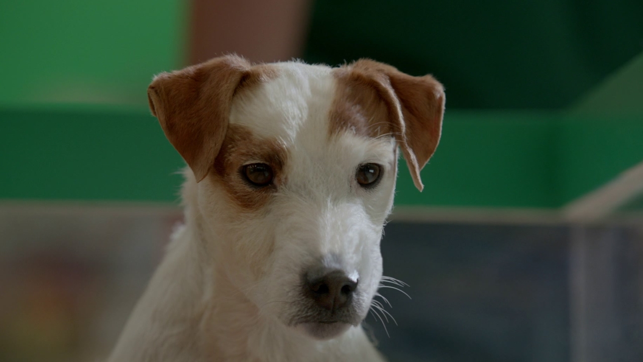 Russell Madness - Where to Watch and Stream - TV Guide