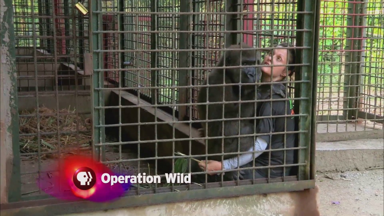 Operation Wild - Where to Watch and Stream - TV Guide