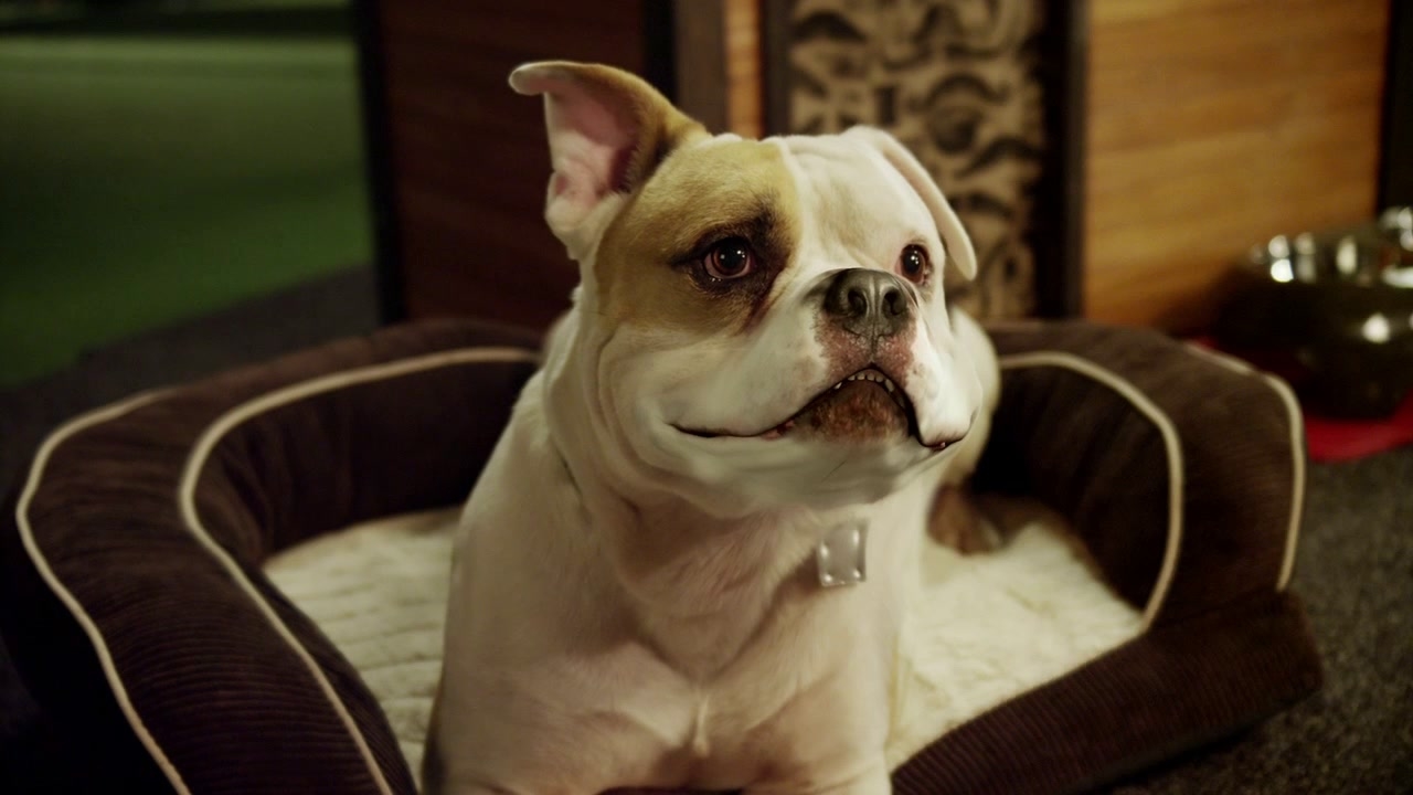 Pups United - Where to Watch and Stream - TV Guide