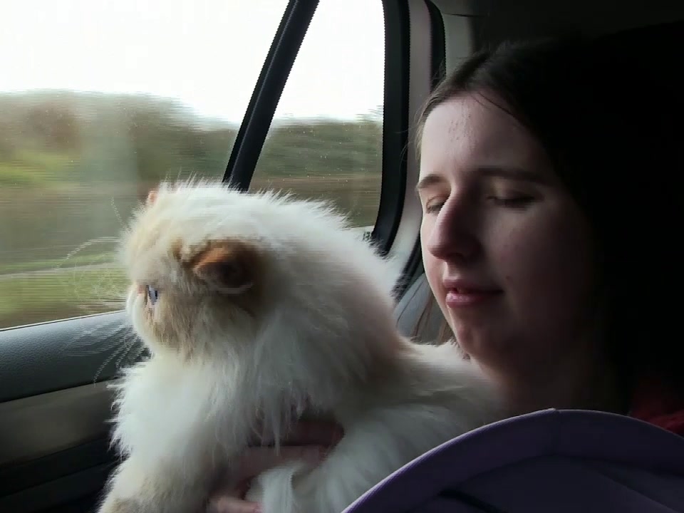 Cat Show - Where to Watch and Stream - TV Guide