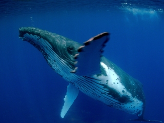 Humpback Whales - Movie Reviews - Rotten Tomatoes