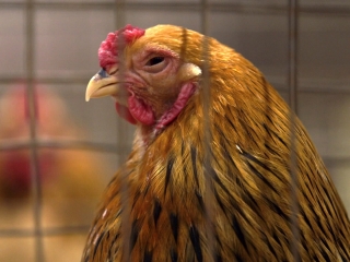 Shari McCullough - TV Guide