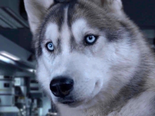 Star Paws - Where to Watch and Stream - TV Guide