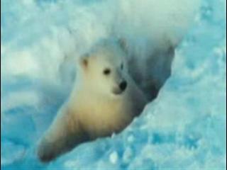 Arctic Tale Reviews - Metacritic