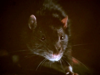 Ben: Lee Montgomery On Working With Ben The Rat - TV Guide