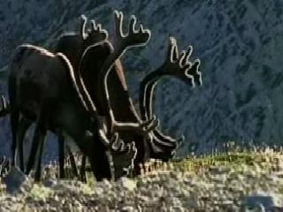 Being Caribou - Where to Watch and Stream - TV Guide