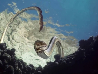 Sea Rex: Journey to a Prehistoric World - Where to Watch and Stream ...