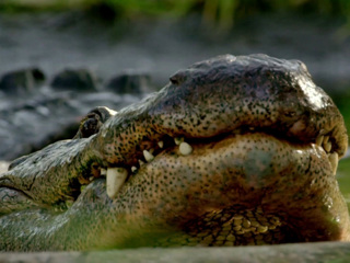 Nature: Meet The Coywolf - TV Guide