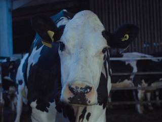 Cow - Where to Watch and Stream - TV Guide