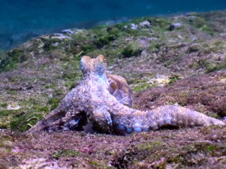 Secrets of the Octopus - Where to Watch and Stream - TV Guide