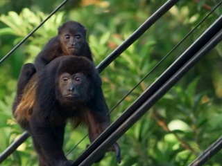 Mammals - Where to Watch and Stream - TV Guide